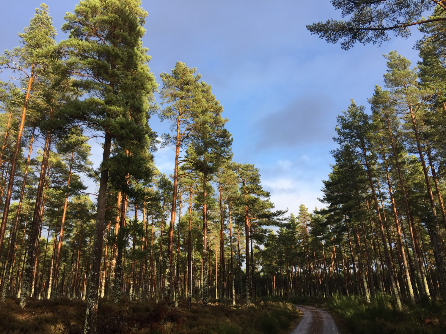 Timber shortage crisis far from over - Construction Industry News